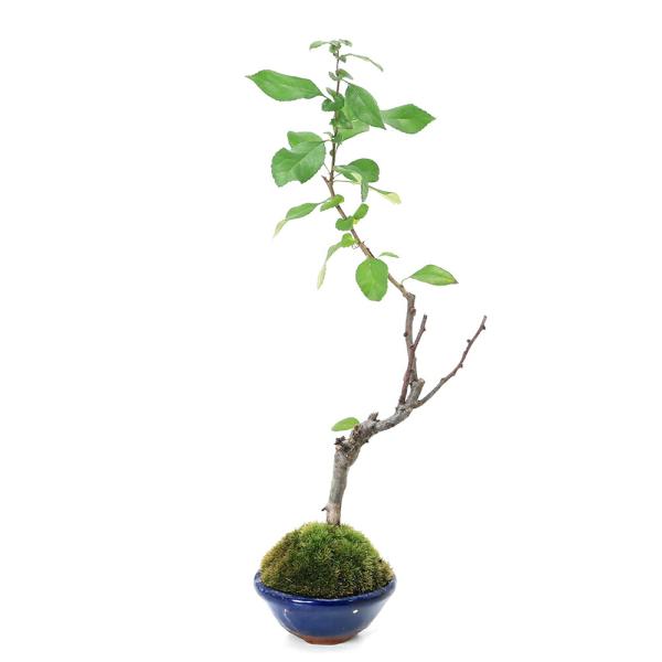 _gardening　_interior　ガーデニング　all_plants　花　苗　植物　植物生体　ガーデニング生体　育て方　育成方法　栽培方法　こけだま　こけ玉　苔玉　縁起木　縁起樹　盆栽　ボンサイ　苔盆栽　梅　木瓜　ボケ　長寿梅　um...
