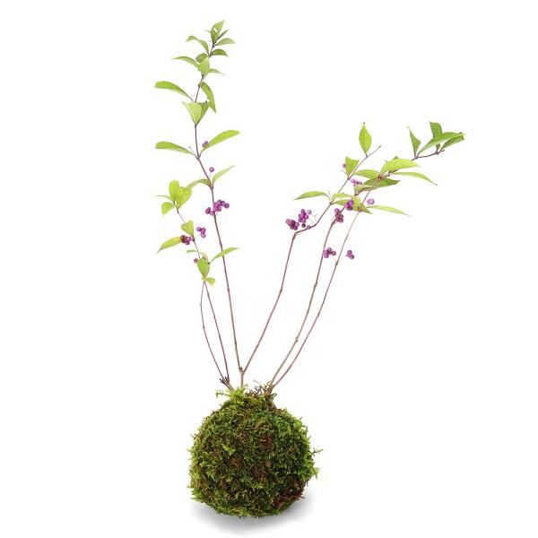 _gardening　_interior　ガーデニング　emporio　all_plants　花　苗　f_yoseue　masikoyakiue　int_bonsai　masiko_plants　masiko_sanya　私のオアシスシリー...