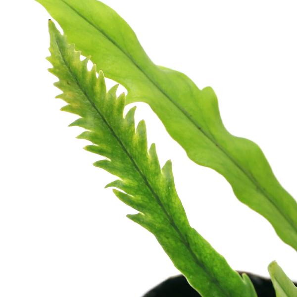 _gardening　観葉植物　園芸　ガーデニング　ビバリウム　テラリウム　パルダリウム　育て方　育成方法　栽培方法　草花盆栽　和盆栽　多年性　多年草　羊歯植物　シダ植物　シダ　品種　種類　常緑性多年草　着生植物　着生　着生シダ　着生羊歯　...