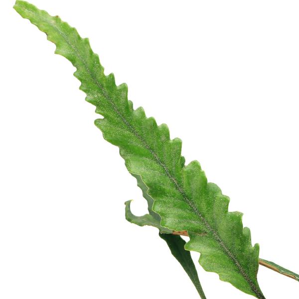 _gardening　ガーデニング　山野草　観葉植物　ビバリウム　アクアテラリウム　パルダリウム　テラリウム　常緑性多年草　着生植物　着生　着生シダ　着生羊歯　育て方　育成方法　栽培方法　しだ　羊歯　ヒトツバ　一つ葉　Ｐｙｒｒｏｓｉａ　ｌｉ...