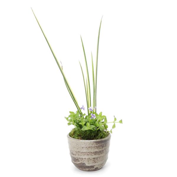 _gardening　_interior　ガーデニング　all_plants　花　苗　植物　植物生体　ガーデニング生体　modanpot_sanya_set　育て方　育成方法　栽培方法　こけだま　こけ玉　苔玉　縁起木　縁起樹　お正月　盆栽　...