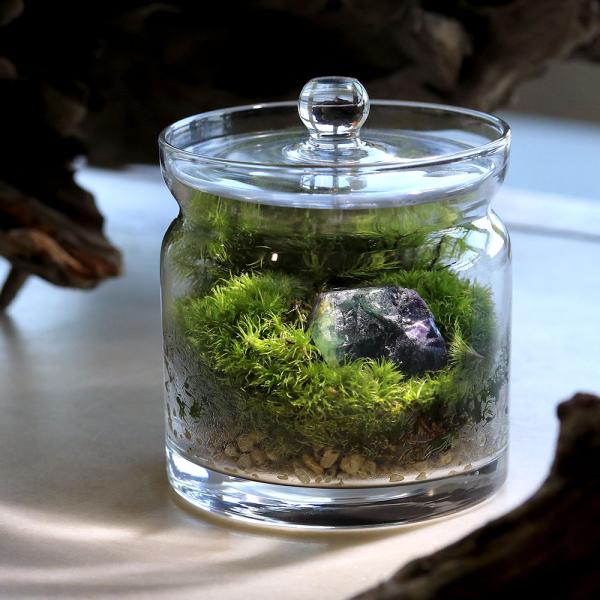 メーカー：用品+生体植物セット line2462terarium　interioraquastone　koketera　terrarium　テラリウム　テラリウムガラス　テラリウムキット　ガーデニング　観葉植物　苔テラリウム　コケテラリウム...