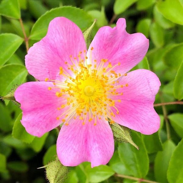 ガーデニング　山野草　植物　植物生体　ガーデニング生体　育て方　育成方法　栽培方法　落葉低木　つる性低木　ノイバラ　野茨　ノバラ　野薔薇　いばら　バラ科　バラ属　Ｒｏｓａ　ｍｕｌｔｉｆｌｏｒａ　ｖａｒ．　ａｄｅｎｏｃｈａｅｔａ　202403...