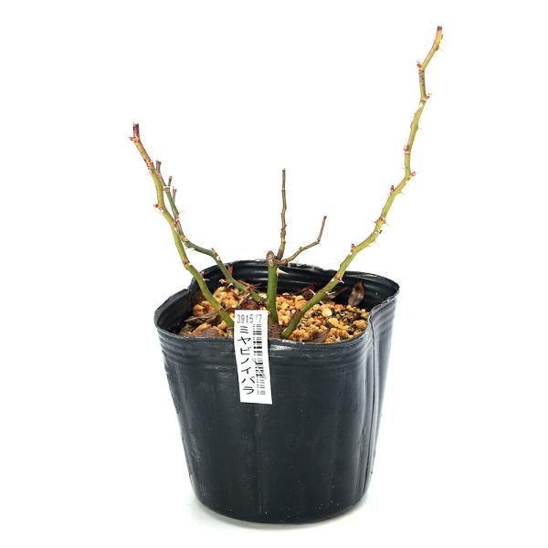 ガーデニング　山野草　植物　植物生体　ガーデニング生体　育て方　育成方法　栽培方法　盆栽　落葉低木　つる性低木　ノイバラ　野茨　ノバラ　野薔薇　いばら　バラ科　バラ属　Ｒｏｓａ　ｍｕｌｔｉｆｌｏｒａ　ｖａｒ．　ａｄｅｎｏｃｈａｅｔａ　202...