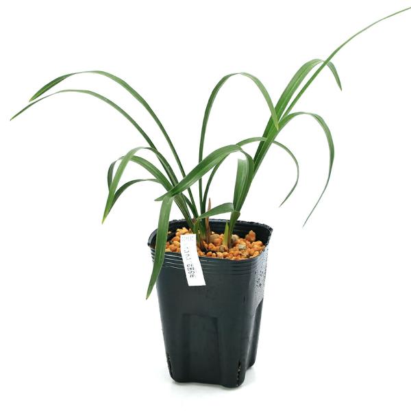 _gardening　gardening　ガーデニング　山野草　植物　植物生体　ガーデニング生体　育て方　育成方法　栽培方法　シンビジウム　Ｃｙｍｂｉｄｉｕｍ　ｇｏｅｒｉｎｇｉｉ　日本春蘭　ニホンシュンラン　春蘭　古典園芸　20240306...