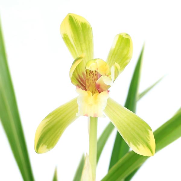 _gardening　gardening　ガーデニング　山野草　植物　植物生体　ガーデニング生体　育て方　育成方法　栽培方法　シンビジウム　Ｃｙｍｂｉｄｉｕｍ　ｇｏｅｒｉｎｇｉｉ　日本春蘭　ニホンシュンラン　春蘭　古典園芸　20240306...