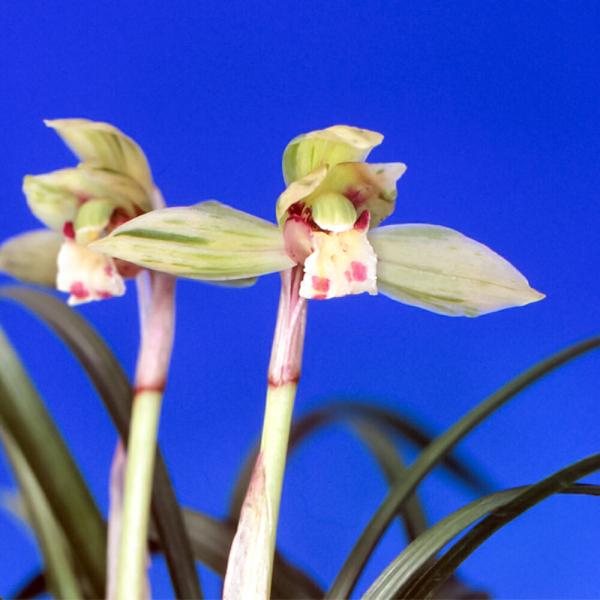 _gardening　gardening　ガーデニング　山野草　植物　植物生体　ガーデニング生体　育て方　育成方法　栽培方法　シンビジウム　Ｃｙｍｂｉｄｉｕｍ　ｇｏｅｒｉｎｇｉｉ　日本春蘭　ニホンシュンラン　春蘭　古典園芸　一茎一花　じじば...