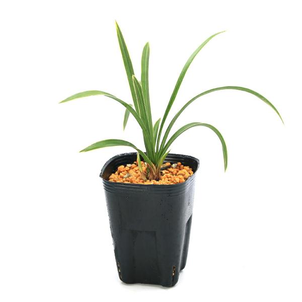 メーカー：■ _gardening　gardening　ガーデニング　山野草　植物　植物生体　ガーデニング生体　育て方　育成方法　栽培方法　シンビジウム　Ｃｙｍｂｉｄｉｕｍ　ｇｏｅｒｉｎｇｉｉ　日本春蘭　ニホンシュンラン　春蘭　古典園芸　一...