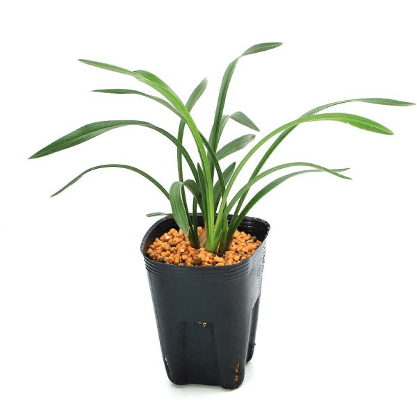 メーカー：■ _gardening　gardening　ガーデニング　山野草　植物　植物生体　ガーデニング生体　育て方　育成方法　栽培方法　シンビジウム　Ｃｙｍｂｉｄｉｕｍ　ｇｏｅｒｉｎｇｉｉ　日本春蘭　ニホンシュンラン　春蘭　古典園芸　一...