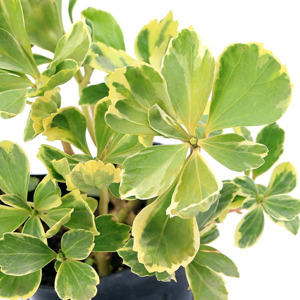 _gardening　ガーデニング　山野草　Ｐｓｃｈｙｓａｎｄｒａ　ｔｅｒｍｉｎａｌｉｓ　植物　植物生体　ガーデニング生体　育て方　育成方法　栽培方法　富貴草　フッキソウ　フウキソウ　トウダイグサ目　ツゲ科　フッキソウ属　吉祥草　吉日草　2...