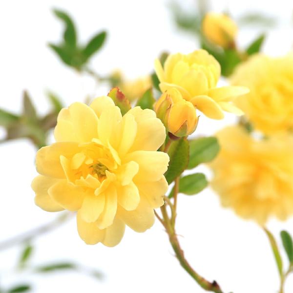 _gardening　ガーデニング　観葉植物　all_plants　flower_pots　rosa_item　育て方　育成方法　栽培方法　モッコウバラ　木香薔薇　木香茨　バラ科　バラ属　Ｒｏｓａ　ｂａｎｋｓｉａｅ　黄花　八重咲　八重咲き　...
