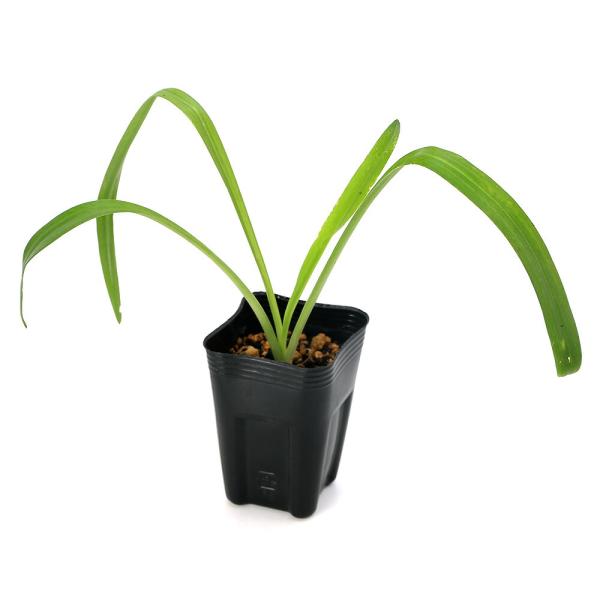 ガーデニング　山野草　ねじばな　ねじ花　ネジレバナ　白　_gardening　植物　植物生体　ガーデニング生体　育て方　育成方法　栽培方法　綟摺　苗　鉢植え　ポット　20240705　YH　y24ｍ07　2024kouki　　Ｓｐｉｒａｎｔ...