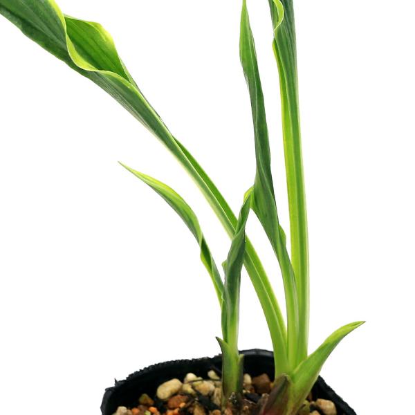 kotenplant　_gardening　ビオトープ　ガーデニング　水辺植物　その他水辺植物　両爬向き植物　山野草　植物生体　ガーデニング生体　育て方　育成方法　栽培方法　ギボウシ　キジカクシ科　ギボウシ属　ホスタ属　ホスタ　コーライ　タ...