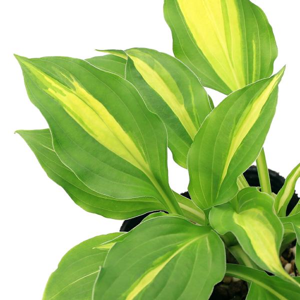 kotenplant　_gardening　ビオトープ　ガーデニング　水辺植物　その他水辺植物　両爬向き植物　山野草　植物生体　ガーデニング生体　育て方　育成方法　栽培方法　ギボウシ　キジカクシ科　ギボウシ属　ホスタ属　ホスタ　コーライ　タ...