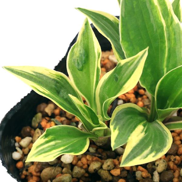 kotenplant　_gardening　ビオトープ　ガーデニング　水辺植物　その他水辺植物　両爬向き植物　山野草　植物生体　ガーデニング生体　育て方　育成方法　栽培方法　ギボウシ　キジカクシ科　ギボウシ属　ホスタ属　ホスタ　コーライ　タ...