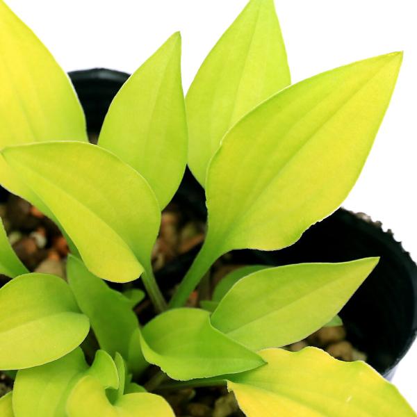kotenplant　_gardening　ビオトープ　ガーデニング　水辺植物　その他水辺植物　両爬向き植物　山野草　植物生体　ガーデニング生体　育て方　育成方法　栽培方法　ギボウシ　キジカクシ科　ギボウシ属　ホスタ属　ホスタ　コーライ　タ...