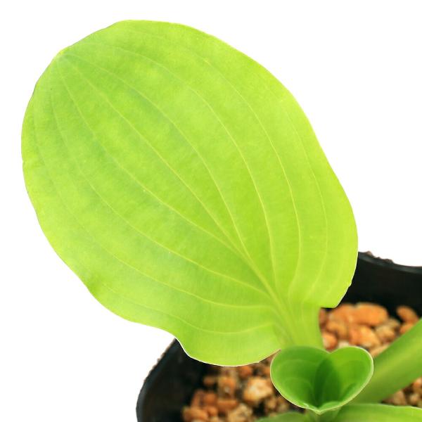 kotenplant　_gardening　ビオトープ　ガーデニング　水辺植物　その他水辺植物　両爬向き植物　山野草　植物生体　ガーデニング生体　育て方　育成方法　栽培方法　ギボウシ　キジカクシ科　ギボウシ属　ホスタ属　ホスタ　コーライ　タ...