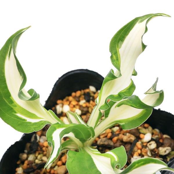kotenplant　_gardening　ビオトープ　ガーデニング　水辺植物　その他水辺植物　両爬向き植物　山野草　植物生体　ガーデニング生体　育て方　育成方法　栽培方法　ギボウシ　キジカクシ科　ギボウシ属　ホスタ属　ホスタ　コーライ　タ...