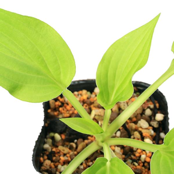 kotenplant　_gardening　ビオトープ　ガーデニング　水辺植物　その他水辺植物　両爬向き植物　山野草　植物生体　ガーデニング生体　育て方　育成方法　栽培方法　対馬ギボウシ　ツシマギボウシ　ギボウシ　キジカクシ科　ギボウシ属　...
