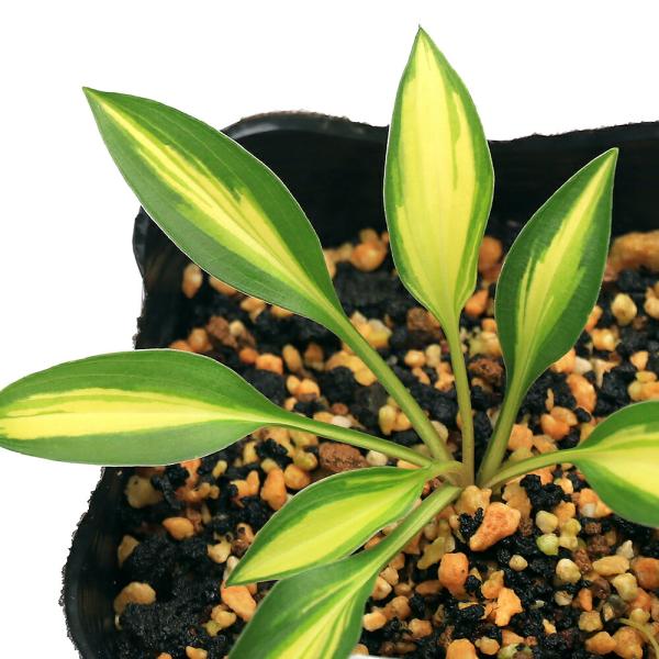 kotenplant　_gardening　ビオトープ　ガーデニング　水辺植物　その他水辺植物　両爬向き植物　山野草　植物生体　ガーデニング生体　育て方　育成方法　栽培方法　ギボウシ　キジカクシ科　ギボウシ属　ホスタ属　ホスタ　コーライ　タ...