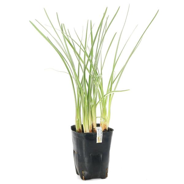 _aqua　_gardening　ビオトープ　水辺植物　水生植物　湿生植物　ガーデニング　その他水辺植物　all_plants　植物　植物生体　ガーデニング生体　育て方　育成方法　栽培方法　ツルバキア　ビオラセア　ルリフタモジ　山野草　Tu...