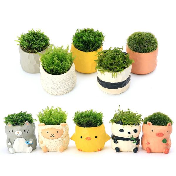 _interior　_gardening　ガーデニング　山野草　寄せ植え　kokebonsai　植物　植物生体　ガーデニング生体　039_list　アニマルプランター　ネコ　猫　3619-B　4530254098936　園芸用品　趣味　花　...