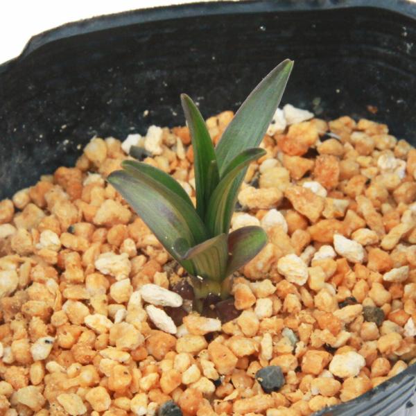 _gardening　ガーデニング　リリー　山野草　植物　植物生体　ガーデニング生体　育て方　育成方法　栽培方法　ユリ　百合　オニユリ　鬼百合　黄色　Ｌｉｌｉｕｍ　ｌａｎｃｉｆｏｌｉｕｍ　ｖａｒ．　ｆｌａｖｉｆｌｏｒｕｍ　黄金オニユリ　オウ...
