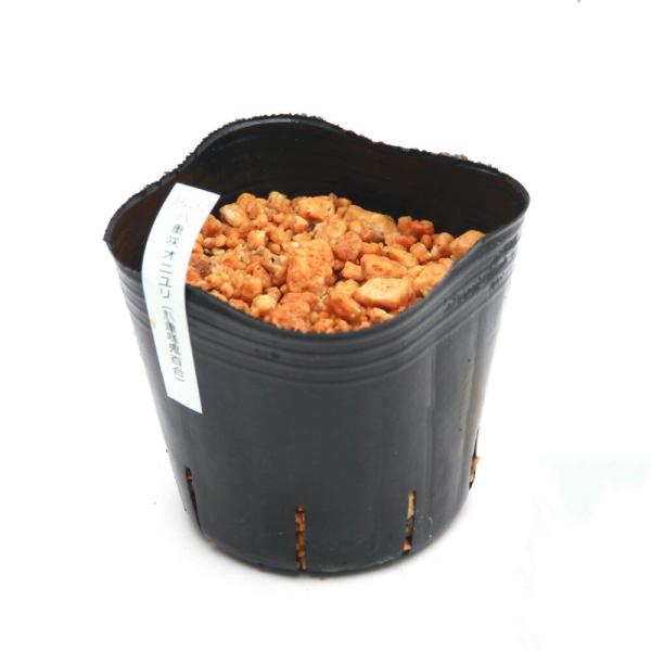 _gardening　ガーデニング　リリー　山野草　植物　植物生体　ガーデニング生体　育て方　育成方法　栽培方法　ユリ　百合　オニユリ　鬼百合　八重咲き　Ｌｉｌｉｕｍ　ｌａｃｉｆｏｌｉｕｍ　ユリ科ユリ属　耐寒性多年草　宿根草　日本　北海道　...