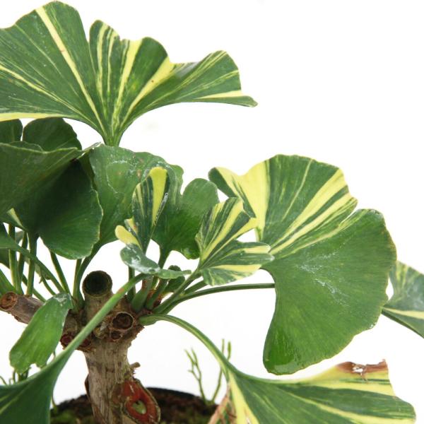 _gardening　ガーデニング　山野草　植物　植物生体　ガーデニング生体　育て方　育成方法　栽培方法　縁起樹　縁起木　お正月　Ｒｉｂｅｓ　ｕｖａ−ｃｒｉｓｐａ　ギンナン　イチョウ科イチョウ属　常緑高木　中国　20241019　NMIYA...