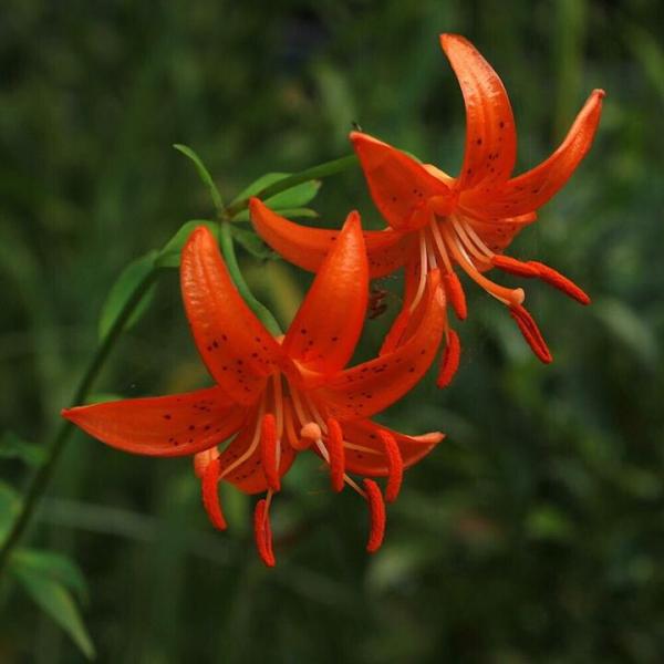 _gardening　ガーデニング　リリー　山野草　植物　植物生体　ガーデニング生体　育て方　育成方法　栽培方法　Ｌｉｌｉｕｍ　ｍｅｄｅｏｌｏｉｄｅｓ　ユリ科ユリ属　日本　北海道　本州　四国　九州　中国　朝鮮半島　耐寒性多年草　宿根草　NM...