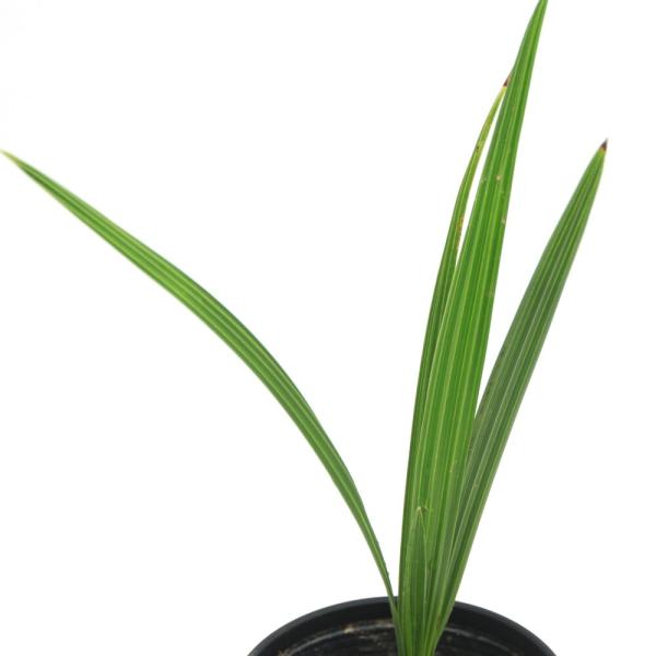 ガーデニング　観葉植物　ソテツ　蘇鉄　育て方　育成方法　栽培方法　南国　ヤシ　海辺植物　海岸　CＣｙｃａｓ　ｒｅｖｏｌｕｔａ　ソテツ科ソテツ属　　recommend_plant_series　常緑低木　東アジア　南西諸島　Ｃｈａｍａｅｒｏｐ...