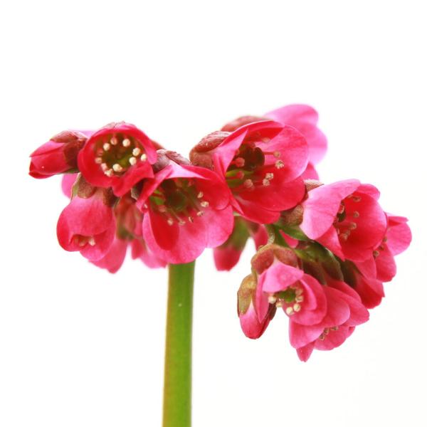 _gardening　ガーデニング　山野草　観葉植物　Ｂｅｒｇｅｎｉａ　ｓｔｒａｃｈｅｙｉ　ベルゲニア・ストラケイ　雪ノ下　虎耳草　耐寒性多年草　宿根草　モンゴル　テラリウム　ビバリウム　植物　育て方　育成方法　栽培方法　ゆきのした　202...