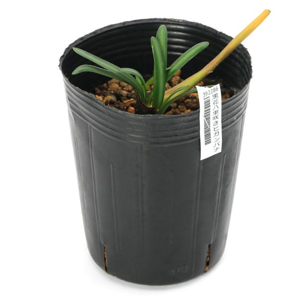 _gardening　山野草　苗　球根　彼岸花　マンジュシャゲ　死人花　地獄花　幽霊花　剃刀花　狐花　捨子花　Ｌｙｃｏｒｉｓ　ｒａｄｉａｔａ　リコリスラジアータ　育て方　育成方法　栽培方法　ヒガンバナ科ヒガンバナ属　耐寒性多年草　宿根草　日...