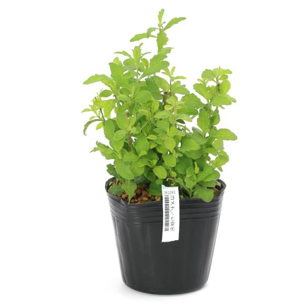 _aqua　_gardening　ガーデニング　観葉植物　all_plants　植物　植物生体　ガーデニング生体　育て方　育成方法　栽培方法　日本　本州　キク科　耐寒性宿根草　Ｋａｌｉｍｅｒｉｓ　20241102　NMIYA　Y24m11　...