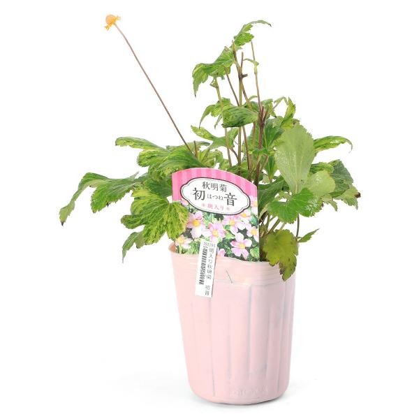 muryotassei_500_599　_aqua　_gardening　ガーデニング　植物　植物生体　ガーデニング生体　Anemone　hupehensis　キブネギク　貴船菊　秋牡丹　キンポウゲ科イチリンソウ属　耐寒性多年草　育て方　育...