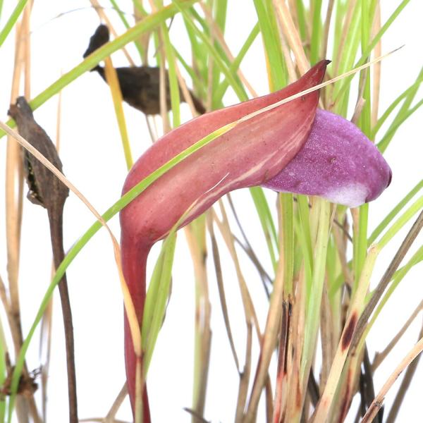 _gardening　ガーデニング　山野草　花壇苗　苗　植物　植物生体　ガーデニング生体　育て方　育成方法　栽培方法　ハマウツボ科ナンバンギセル属　ナンバンキセル　Ａｅｇｉｎｅｔｉａ　ｉｎｄｉｃａ　寄生植物　日本　南蛮煙管　思草　おもいぐさ...