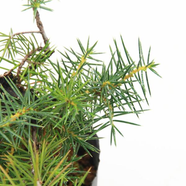 _gardening　ガーデニング　山野草　植物　植物生体　ガーデニング生体　育て方　育成方法　ひのき　檜　盆栽　ぼんさい　盆栽苗　樹木苗　針葉樹　木の苗　ネズ　ヒノキ科　ビャクシン属　ムロ　ネズ　ネズミサシ　Ｊｕｎｉｐｅｒｕｓ　ｒｉｇｉｄ...