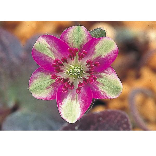 ガーデニング　山野草　テラリウム　雪割草　ユキワリソウ　三角草　ミスミソウ　植物　植物生体　ガーデニング生体　育て方　育成方法　栽培方法　Ｐｒｉｍｕｌａ　ｆａｒｉｎｏｓａ　ｓｕｂｓｐ．　ｍｏｄｅｓｔａ　ミスミソウ　三角草　スハマソウ　地桜花...