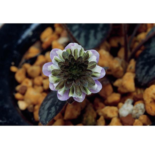 ガーデニング　山野草　テラリウム　雪割草　ユキワリソウ　三角草　ミスミソウ　植物　植物生体　ガーデニング生体　育て方　育成方法　栽培方法　Ｐｒｉｍｕｌａ　ｆａｒｉｎｏｓａ　ｓｕｂｓｐ．　ｍｏｄｅｓｔａ　ミスミソウ　三角草　スハマソウ　地桜花...