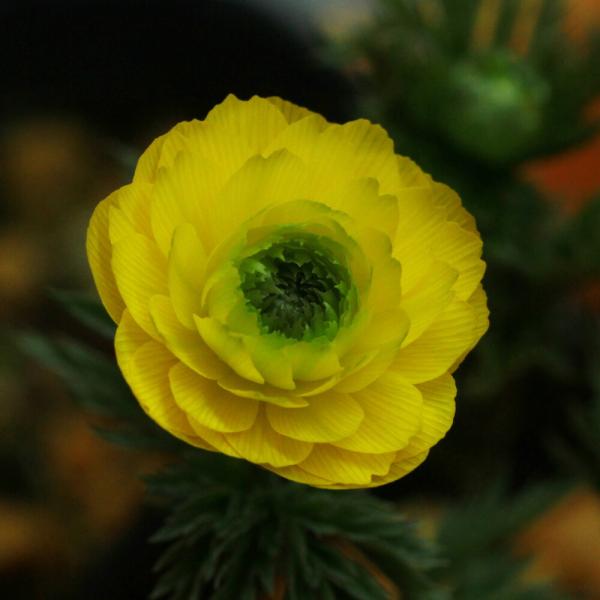 ガーデニング　花　苗　ガンジツソウ　元日草　ツイタチソウ　朔日草　キンポウゲ　育て方　育成方法　栽培方法　観葉植物　フクジュソウ　縁起　お正月　Adonis　amurensis　ガンジツソウ　元日草　ツイタチソウ　朔日草　キンポウゲ科フクジ...