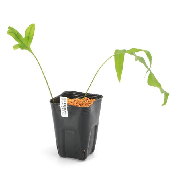 _kame　_gardening　観葉植物　園芸　ガーデニング　ビバリウム　アクアテラリウム　パルダリウム　水草　シダ　育て方　育成方法　栽培方法　ウラボシ科　ウラボシ属　常緑性　常緑シダ植物　多年性　多年草　羊歯植物　シダ植物　三手裏星　...