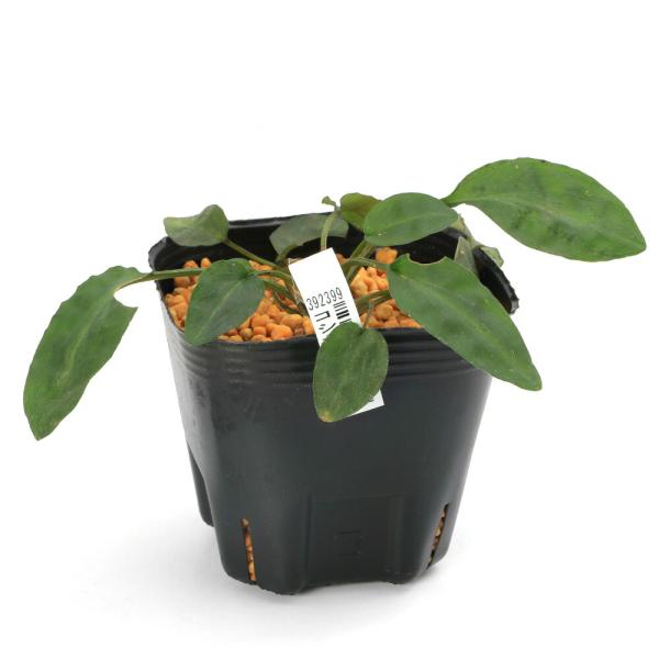 _gardening　ガーデニング　山野草　植物　植物生体　ガーデニング生体　育て方　育成方法　栽培方法　草花盆栽　草物盆栽　園芸　品種　種類　Ｃｈｉｏｎｏｇｒａｐｈｉｓ　ｊａｐｏｎｉｃａ　ｖａｒ．　Ｋｏｓｈｉｋｉ　Ｆｏｒｍ．　シュロソウ科...