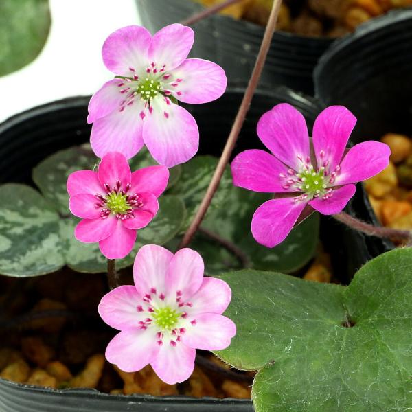 ガーデニング　山野草　テラリウム　Ｈｅｐａｔｉｃａ　ｎｏｂｉｌｉｓ　ｖａｒ．ｊａｐｏｎｉｃａ　雪割草　ユキワリソウ　三角草　ミスミソウZrbhwDz3　植物　植物生体　ガーデニング生体　育て方　育成方法　栽培方法　20241123　NMIY...