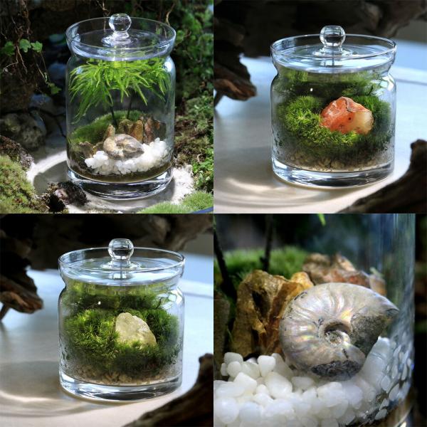 line2462terarium　interioraquastone　koketera　terrarium　mlmhousekotera　wintergift　kokebonsai　fathersday　テラリウム　テラリウムガラス　テラリ...