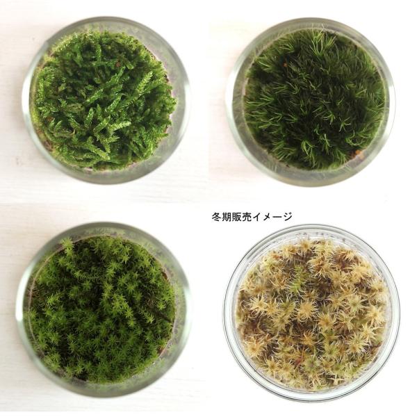 line2462terarium　_aqua　koketera　_gardening　_interior　ＭＳ34　_hachu　苔Ｔｅｒｒａシリーズ　テラリウムガラス　テラリウムキット　コケシリーズ　terrarium　ガーデニング　観葉...