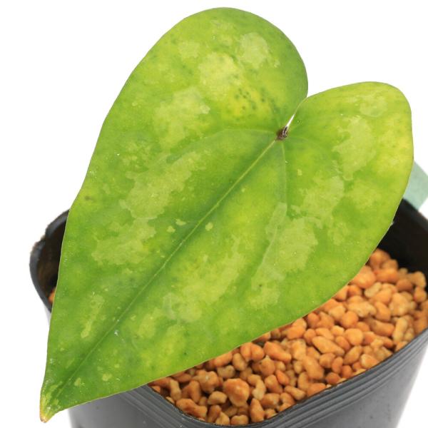 kotenplant　_gardening　育て方　育成方法　栽培方法　古典園芸　園芸　ガーデニング　山野草　盆栽　多年草　品種　種類　花　花苗　サイシン　細辛　カンアオイ　寒葵　アオイ　葵　ウマノスズクサ科　カンアオイ属　台湾産　Ａｓａｒ...