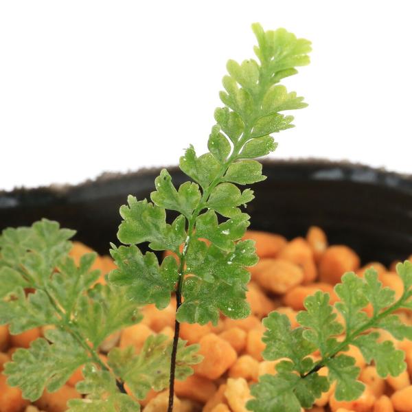 paludariumplants　パルダリウム　テラリウム　_gardening　観葉植物　園芸　ガーデニング　ビバリウム　アクアテラリウム　育て方　育成方法　栽培方法　常緑性多年草　常緑性　多年性　多年草　羊歯植物　シダ植物　シダ　クロガ...
