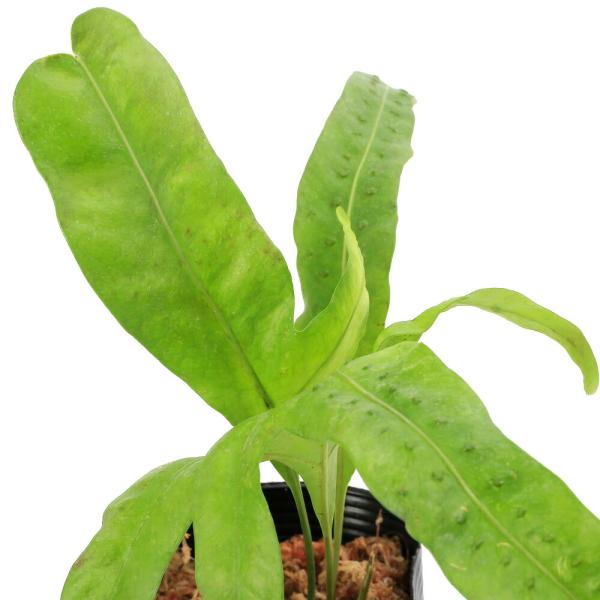 _kame　_gardening　観葉植物　園芸　ガーデニング　ビバリウム　アクアテラリウム　パルダリウム　水草　シダ　育て方　育成方法　栽培方法　ウラボシ科　オキナワウラボシ属　常緑性　常緑シダ植物　多年性　多年草　羊歯植物　シダ植物　A...