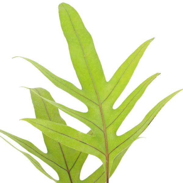 _kame　_gardening　観葉植物　園芸　ガーデニング　ビバリウム　アクアテラリウム　パルダリウム　水草　シダ　育て方　育成方法　栽培方法　ウラボシ科　ウラボシ属　常緑性　常緑シダ植物　多年性　多年草　羊歯植物　シダ植物　沖縄裏星　...
