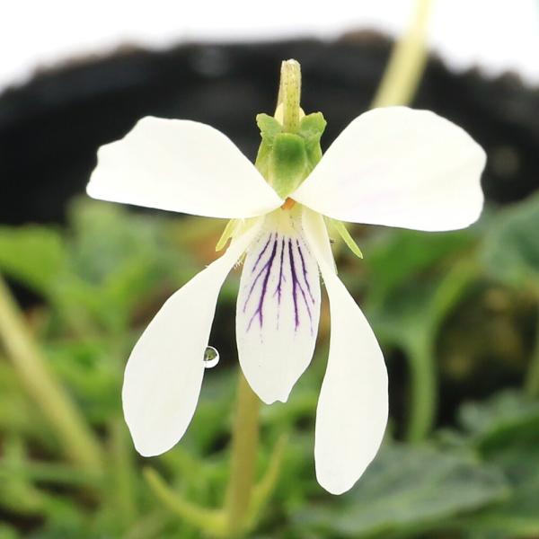 _gardening　ガーデニング　山野草　姫菫　ヴィオラ　観葉　すみれ　花壇苗　花苗　菫　植物　植物生体　ガーデニング生体　屋久島スミレ　屋久島菫　育て方　育成方法　栽培方法　石垣屋久島スミレ　すみれ　イシガキスミレ　ヤクシマスミレ　Ｖｉ...
